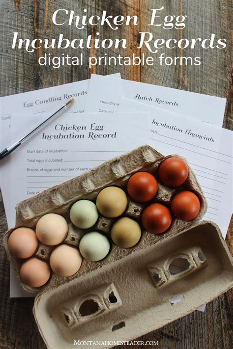 Chicken Breeds For A Colorful Rainbow Of Eggs Montana Homesteader