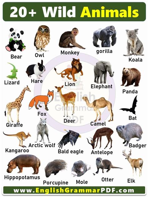 Wild Animals Name In English With Pictures Animals Name In English