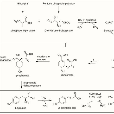 Pdf Heterologous Caffeic Acid Biosynthesis In Escherichia Coli Is Affected By Choice Of