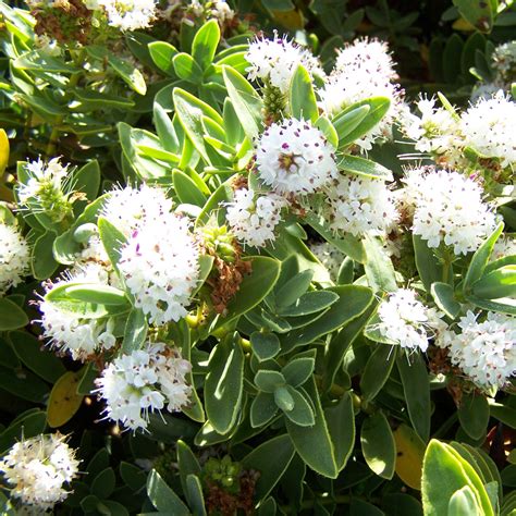 Hebe Albicans Shrubby Veronica Gardeners Dream