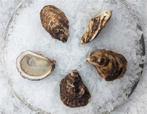 Tuxedo Oyster — Oysterology Online Pangea Shellfish Company
