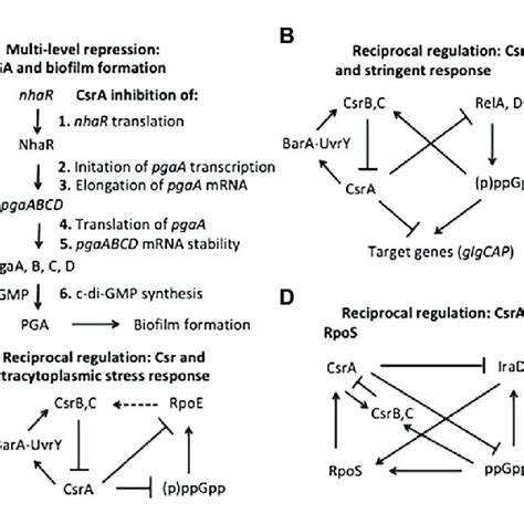 Regulatory Circuits Involving Csra Interactions With Other
