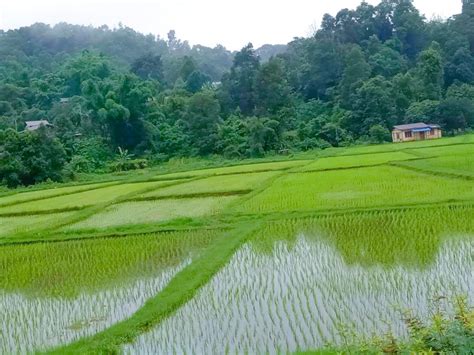 လိပ်သိုမြို့၌ မိုးစပါးစိုက်ပျိုးရန် လယ်ယာလုပ်ငန်းခွင်များတွင် တောင်သူမ