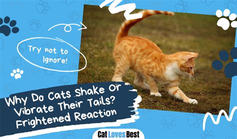 Why Do Cats Shake Or Vibrate Their Tails Frightened Reaction