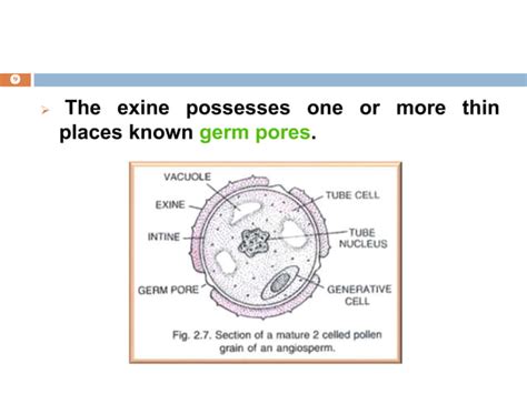 Male Gametophyte Morphology Pptx Allergies Diseases And Conditions