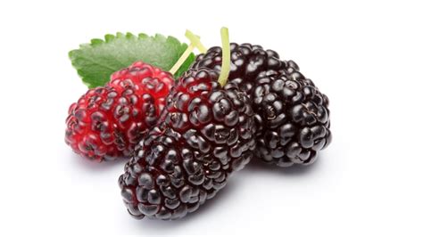 สารสกัดมัลเบอร์รี่ผล บีจี Mulberry Extract Bg