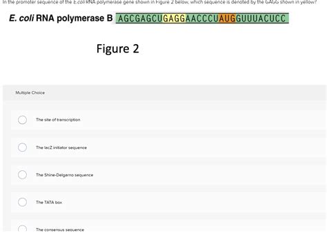 Solved In The Promoter Sequence Of The Li Rna Polymerase