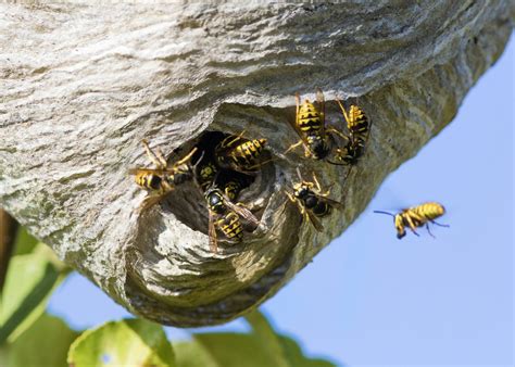 What Are Japanese Wasp Larvae Really Eating