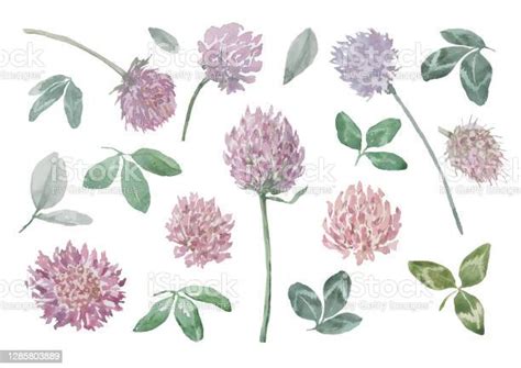 줄기와 녹색 잎핑크 클로버의 야생화 세트 카드 초대장 배경 인쇄물 직물의 디자인을 위해 흰색 배경의 격리 된 요소 수채화 0명에 대한 스톡 벡터 아트 및 기타 이미지