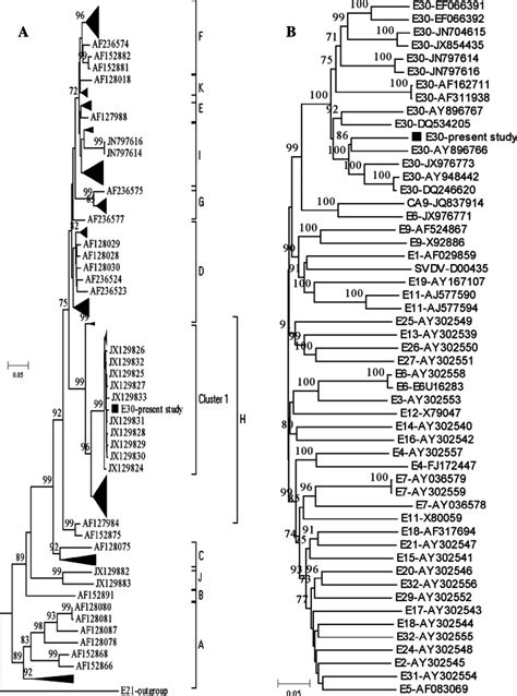 Phylogenetic Trees Construction With Vp1 Protein And Complete Genome Of