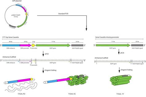 Een Dna Nanodeeltje Bouwen Dat Zowel Drager Als Medicijn Kan Zijn