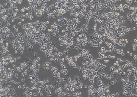 Mc38 Cell Line Ubigene