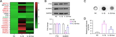 Ace Changes The M A Levels And M A Related Proteins Expression In