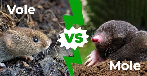 Voles And Moles Comparison Moles Vs Voles How Are They Different