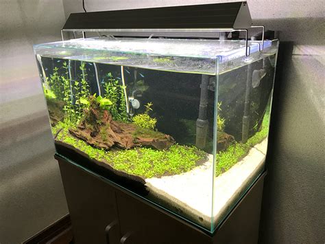 60センチ水草水槽立ち上げ11ミナミヌマエビ投入 アクアおじんブログ
