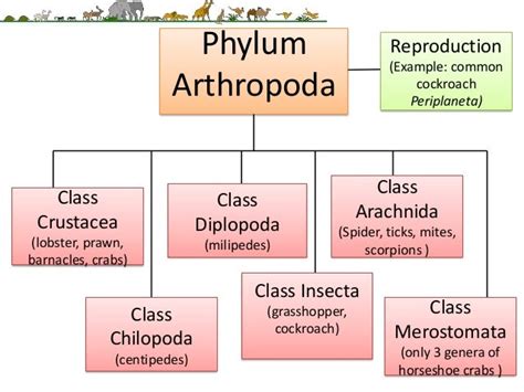 Phylum Arthropoda Classification