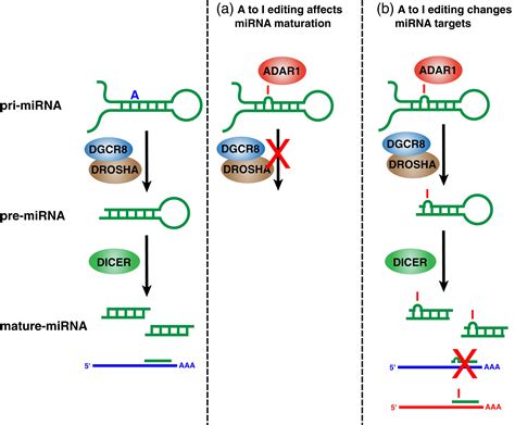 The Role Of Rna Editing Enzyme Adar1 In Human Disease Song 2022 Wires Rna Wiley Online