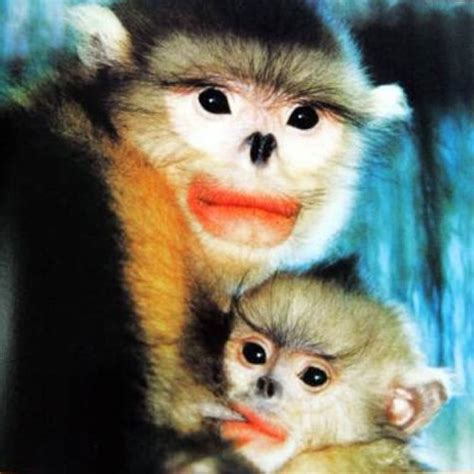 Butt Lick Buttlickliker Twitter