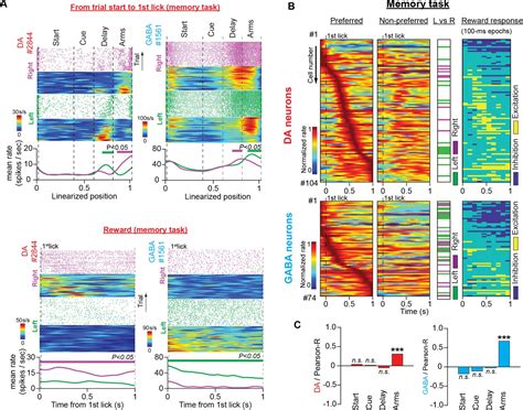 Memory Specific Encoding Activities Of The Ventral Tegmental Area