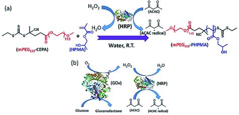 A Schematic Illustration Of Enzyme Initiated Aqueous Raft Dispersion Download Scientific