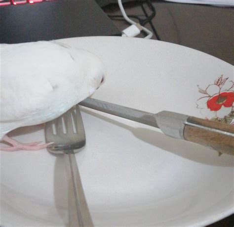 Yemek Yiyom Bitsin Japon Pornosu Izlicem Rkgbtr
