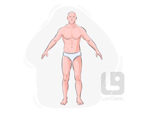 Definition And Meaning Of Man Langeek