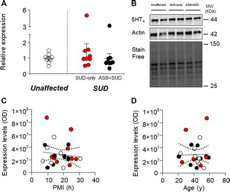 Analysis Of 5 Ht4 Receptor Levels In The Orbitofrontal Cortex Of