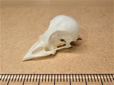 Hirundo Tahitica First Qualia