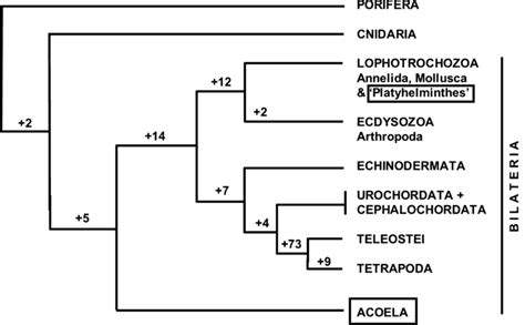 Figure An Abbreviated Phylogenetic Tree Depicting Some Metazoan