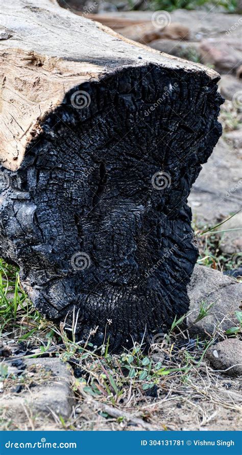 A Burnt Tree Trunk After A Fire Stock Image Image Of Tree Backdrop 304131781