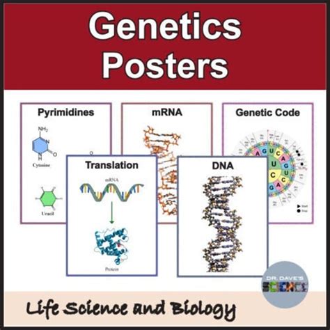 Dna And Genetics Posters Etsy