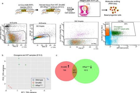Facs Sorting Strategy And Rna Sequencing Analysis Of Smom2 And Hrasg12v