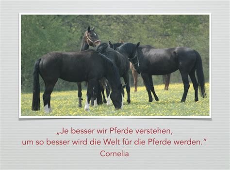 Pferde Besser Verstehen Wege Zum Pferd