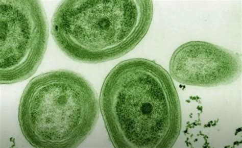 Scientists Unveil Answer To 175 Billion Year Old Mystery Of Lifes