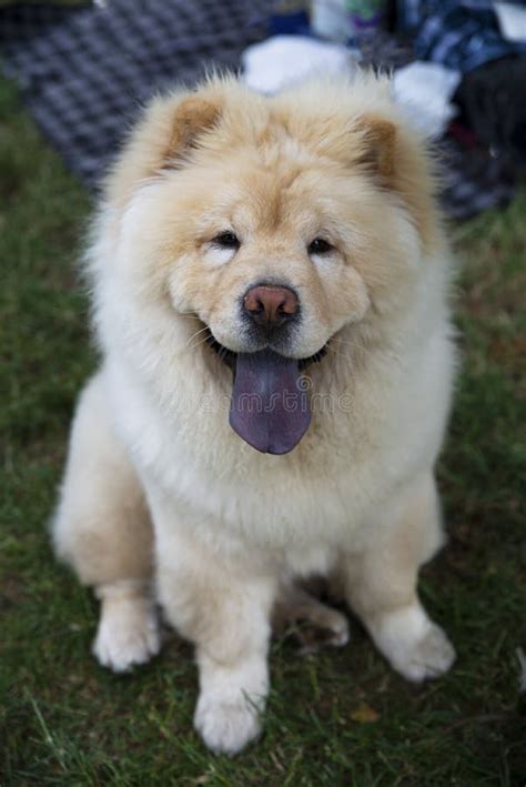 Chow Chow Mit Der Blauen Zunge Stockbild Bild Von Zunge Rennen 99487657