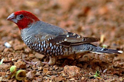 Red Headed Finch Or Paradise Finch Рисунки животных Рисунки Животные
