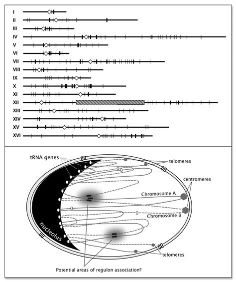 Gene Position In One Dimension And Three Dimensions A Linear Genome