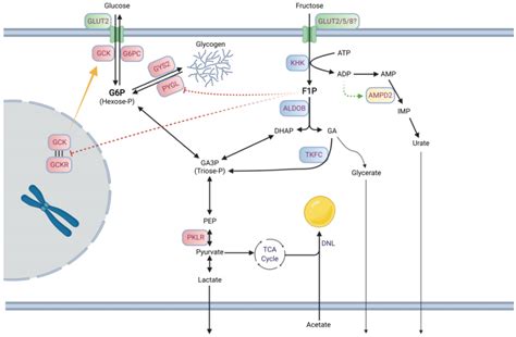 Cell Metabolism 果糖代谢 一肿瘤细胞氨基酸代谢非靶向代谢脂质多组学代谢流检测分析脂肪酸定量肠道微生物菌群