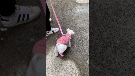춘향이 신발 신은 강아지 Youtube