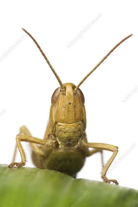 Close Up Portrait Of A Lesser Marsh Grasshopper Stock Image C041