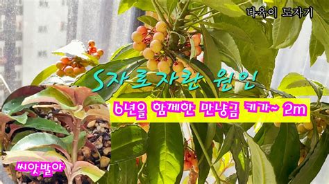 공기정화식물 만냥금 키우기 물주는시기 씨앗발아하여 자란모습 Youtube