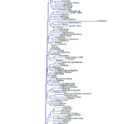 glera rooted dendrogram obtained after neighbor joining clustering