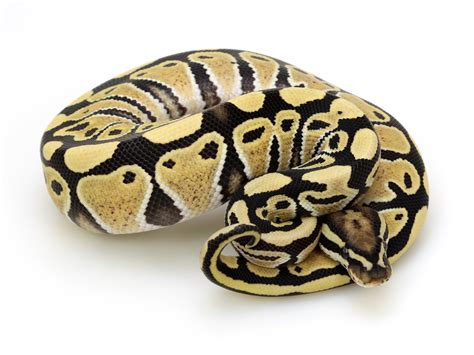 Desert Ghost 2016 Male Markus Jayne Ball Pythons
