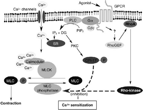 Smooth Muscle Contraction