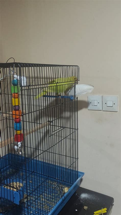 My Indian Ringneck Keeps Scratching The Cage Rparrots