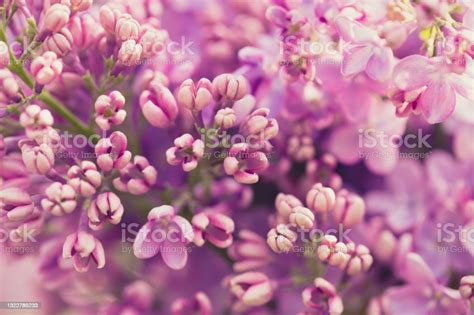 라일락 꽃 꽃 라일락의 아름다운 봄 배경 선택적 소프트 포커스 얕은 필드 깊이 퍼플 라일락 0명에 대한 스톡 사진 및 기타