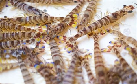クルマエビ同様に美味しけど低価格なクマエビとヨシエビは夏が旬釣りまとめアンテナ