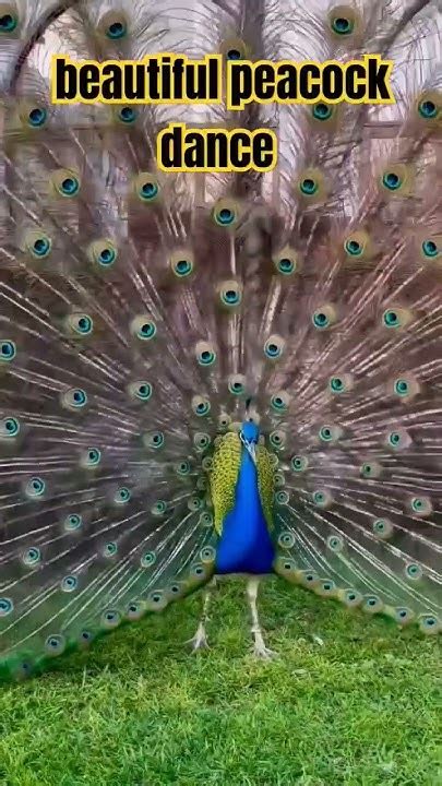 Beautiful Peacock Dance In Rain🍃🍂💝මොණර නැටුම් Srilanka Forest