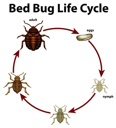 Understanding Bed Bug Infestations A Comprehensive Guide