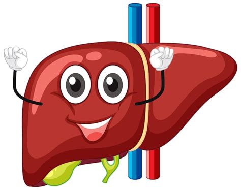 Liver Clipart Outline Liver Clip Art Hd Png Download Vhv 3824414